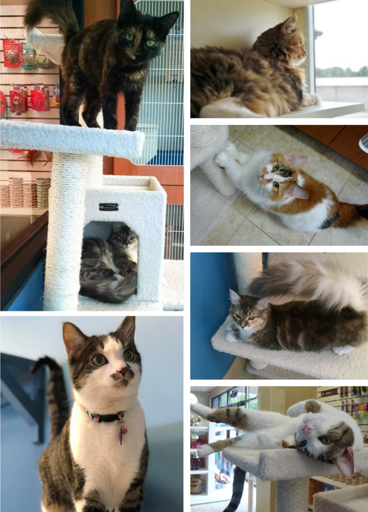 KITTY CITY - Pawtropolis